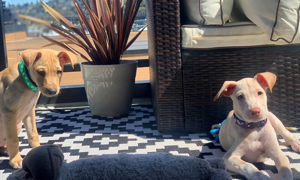 'Boonie dogs' find new homes in Puget Sound after 5,700-mile odyssey ...