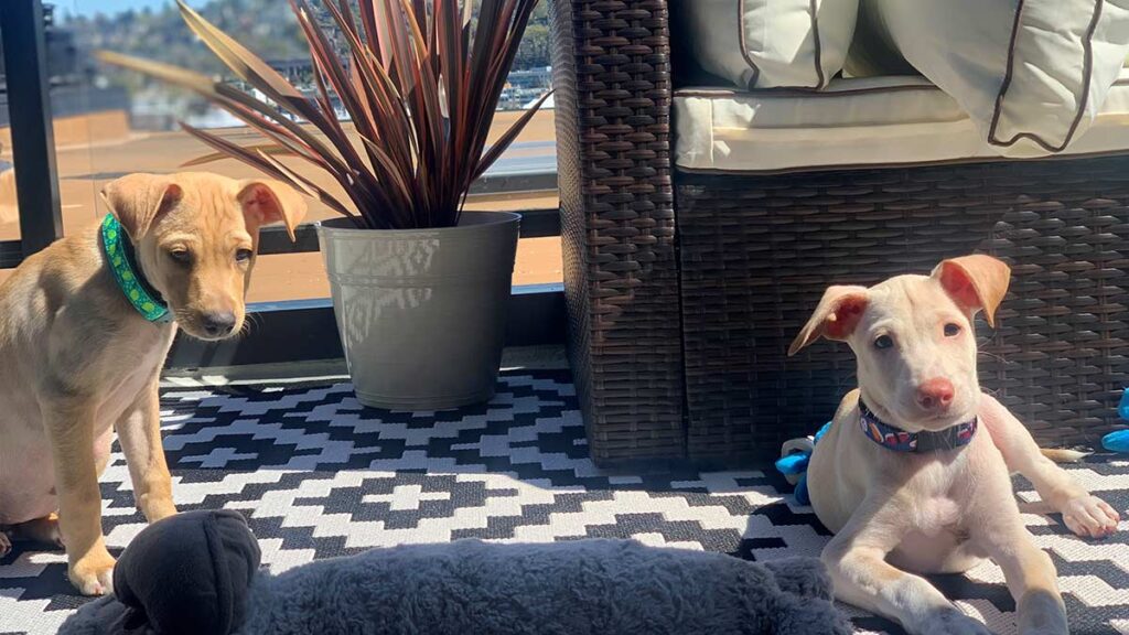 'Boonie dogs' find new homes in Puget Sound after 5,700-mile odyssey ...